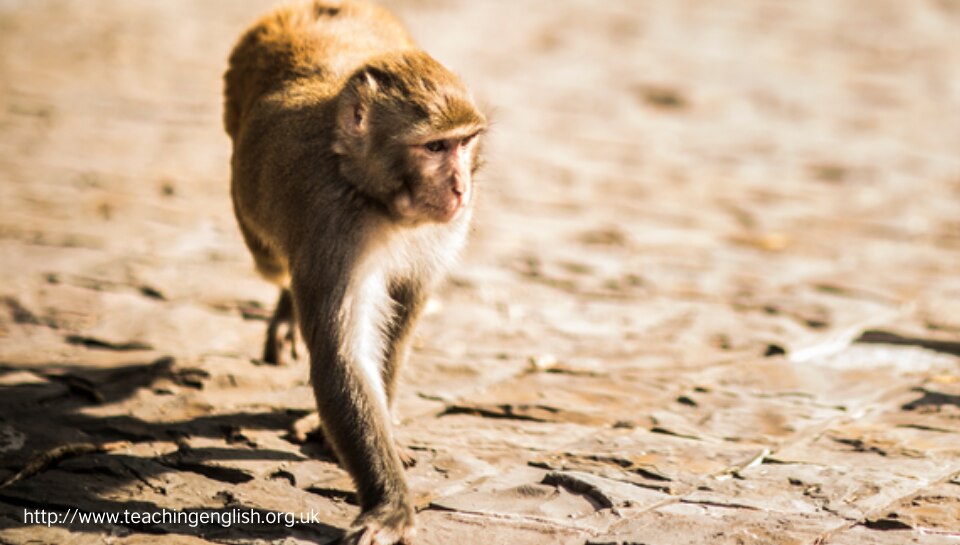 Episode 6 - Hooray! It’s world monkey day | British Council
